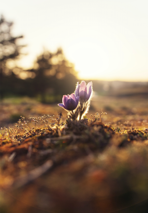 Prayer of Forgiveness – Blessed Maine Herb Farm
